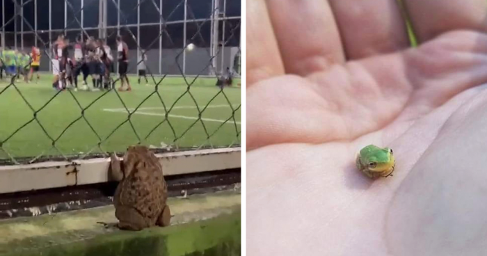30 Times People Had A Funny Or Wholesome Encounter With A Frog In Real ...
