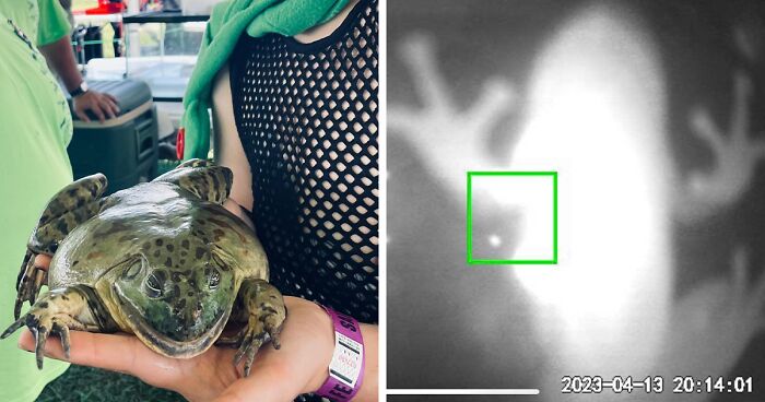 30 Times People Had A Funny Or Wholesome Encounter With A Frog In Real ...