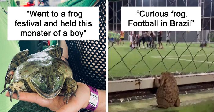 30 Times People Had A Funny Or Wholesome Encounter With A Frog In Real ...