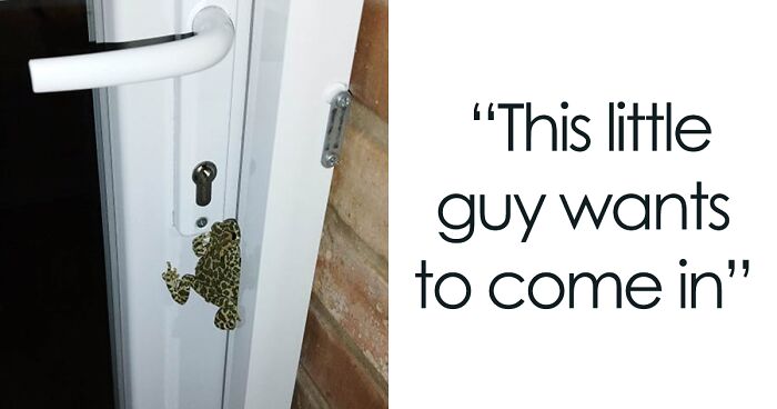 30 Times People Had A Funny Or Wholesome Encounter With A Frog In Real ...