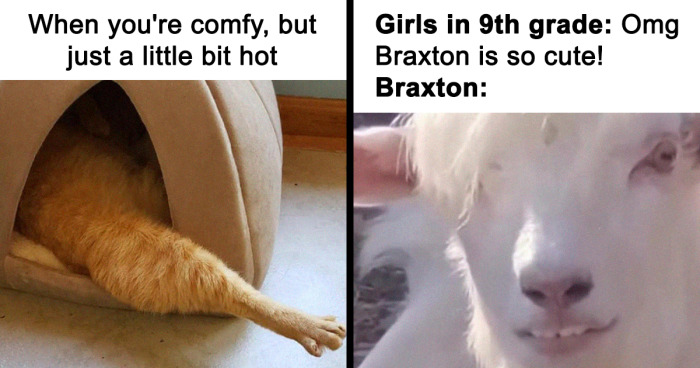 50 Hilarious Memes That Combine The Internet’s Two Most Favorite Things ...