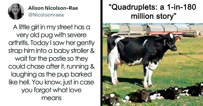 50 Hilarious Memes That Combine The Internet’s Two Most Favorite Things ...