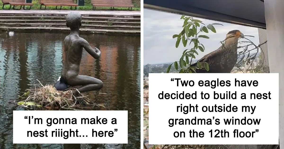 “Bird Made Its Nest In My Mop”: 50 People Share Pictures Of Nests In ...