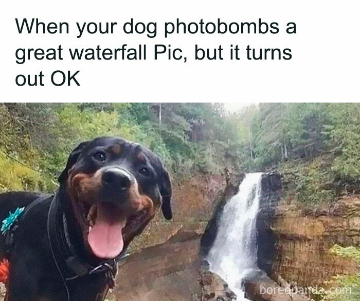 This Facebook Page Is All About Relatable Dog Memes Here Are 50 Of The This Facebook Page Is All About Relatable Dog Memes Here Are 50 Of The