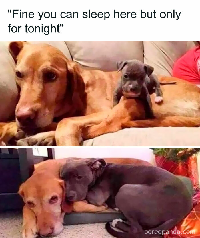 This Facebook Page Is All About Relatable Dog Memes Here Are 50 Of The This Facebook Page Is All About Relatable Dog Memes Here Are 50 Of The