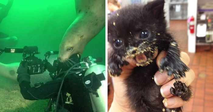 50 Times Animals Acted So Hilariously Devious, They Ended Up Being ...