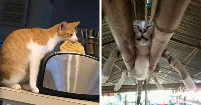 50 Times Animals Acted So Hilariously Devious, They Ended Up Being ...