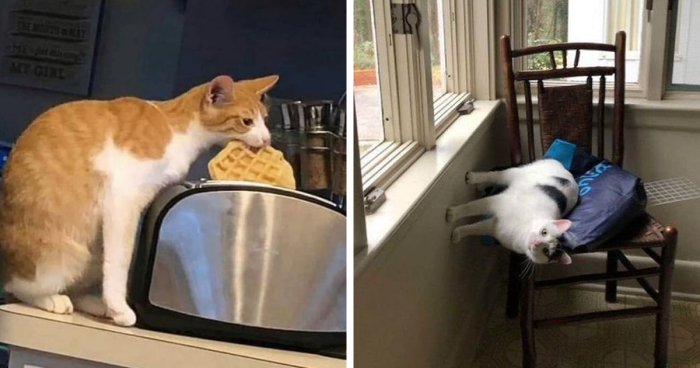 50 Times Animals Acted So Hilariously Devious, They Ended Up Being ...