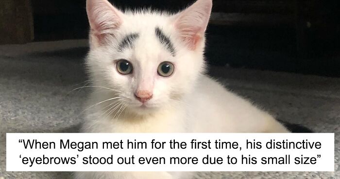 Meet the Viral Cat With Eyebrows – the Legendary Hénri
