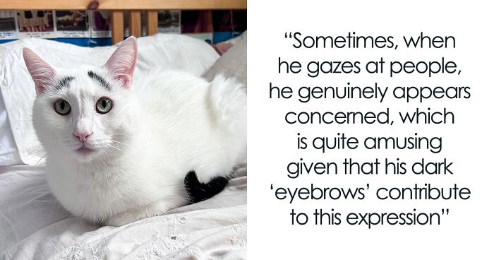 Meet the Viral Cat With Eyebrows – the Legendary Hénri