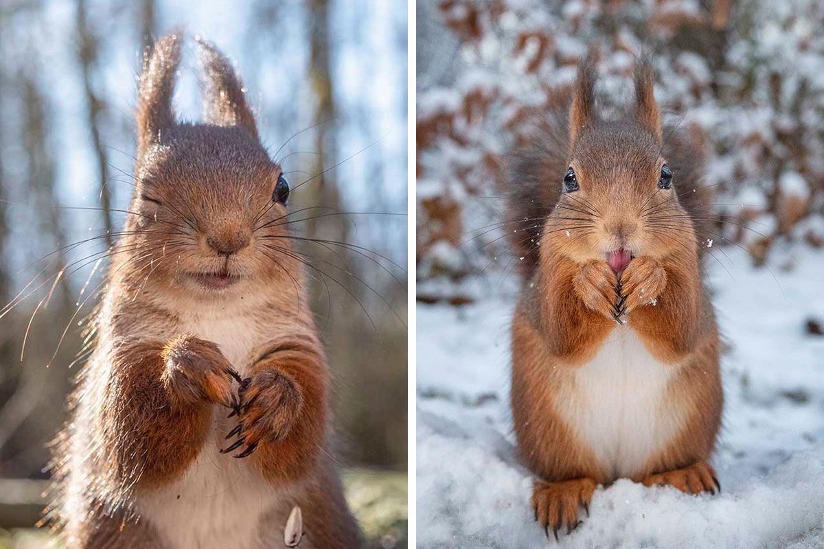 I Am A Photographer Who Captures Squirrels And Their Different Emotions, And Here Are My 35 ...