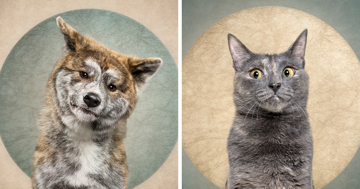 My 20 Humorous Photos Of Dogs And A Guilty-Looking Cat That Might Make ...