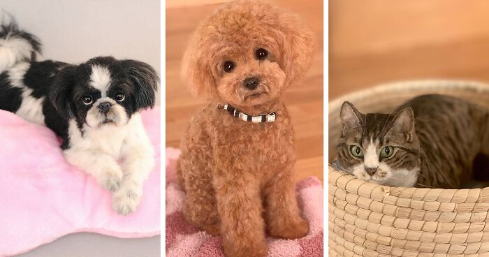 This Artist Creates Such Adorable Animals, It’s Hard To Believe They’re ...