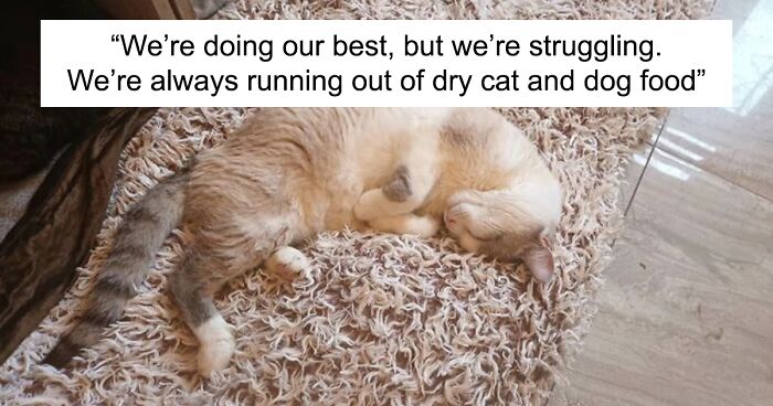 We Are Running Romania’s Largest Cat Shelter With 300+ Cats Who Are In ...