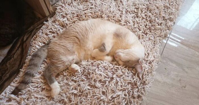 We Are Running Romania’s Largest Cat Shelter With 300+ Cats Who Are In ...