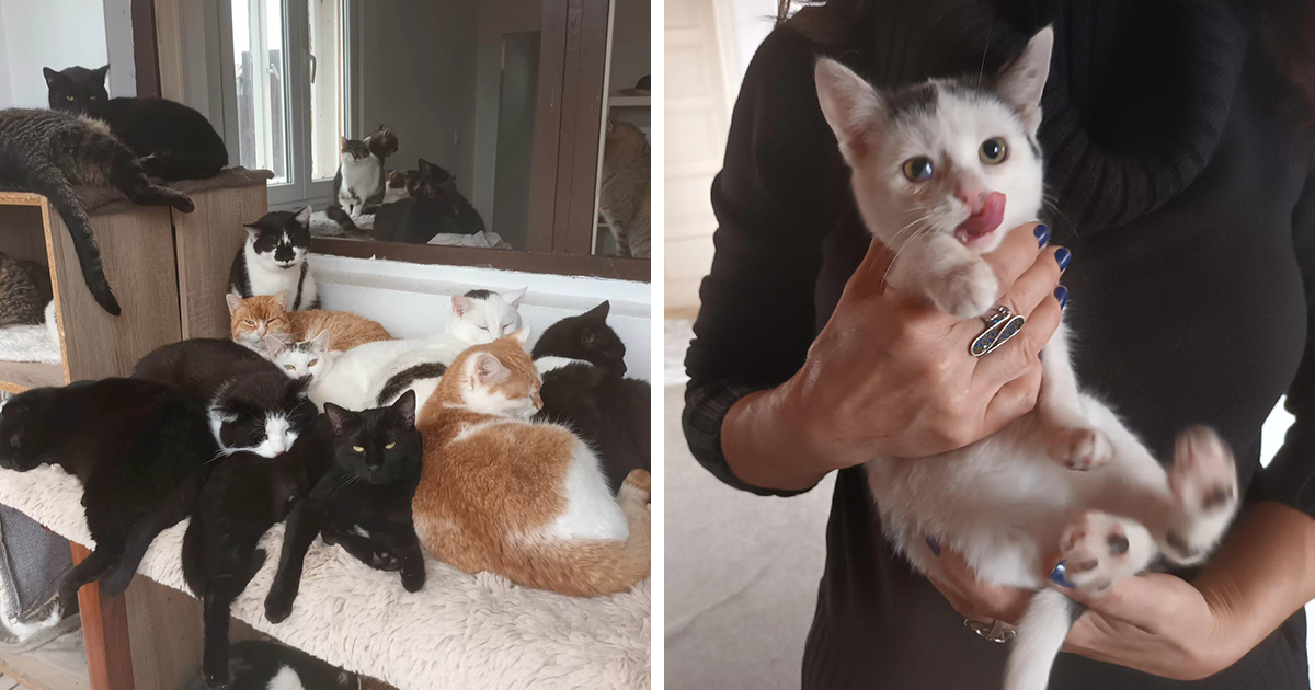 We Are Running Romania’s Largest Cat Shelter With 300+ Cats Who Are In ...