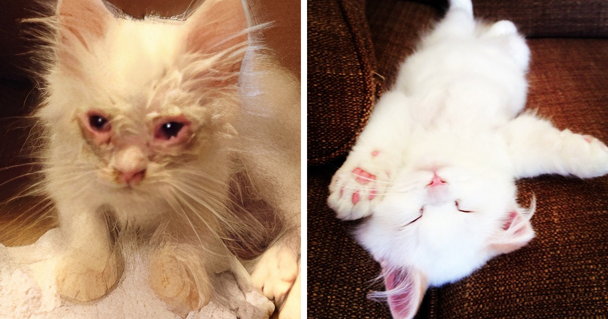 Rescued Cat Silas Surprises His Forever Family With His True Fluff Form ...