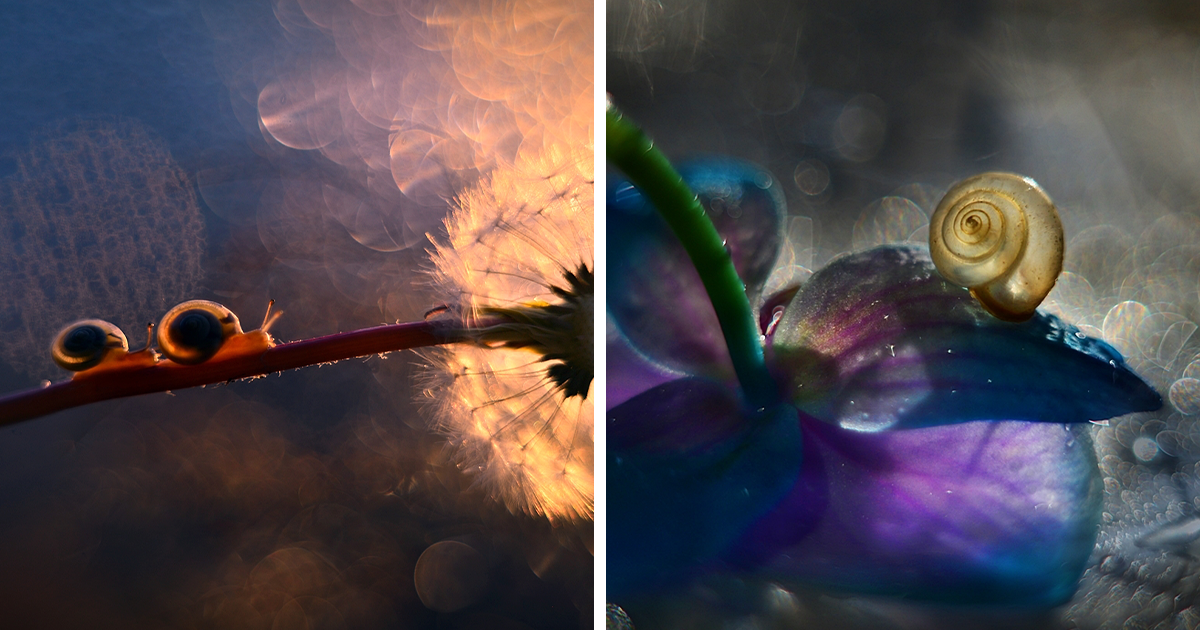 I Observed Snails In The Sun, Here Are 25 Pics That I Took Of These ...