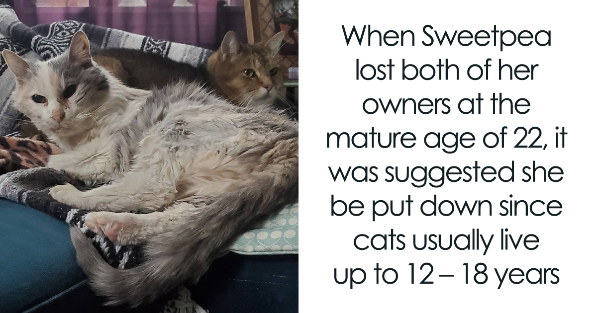 This Elder Cat Has Outlived Her Previous Owners And Now Lives With 2 ...
