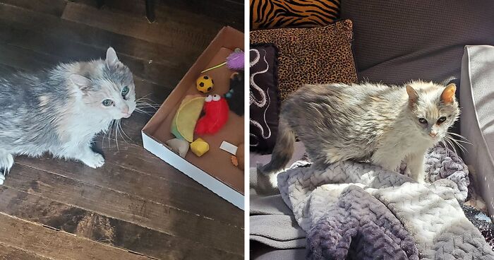 This Elder Cat Has Outlived Her Previous Owners And Now Lives With 2 ...