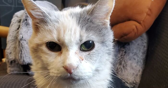 This Elder Cat Has Outlived Her Previous Owners And Now Lives With 2 ...