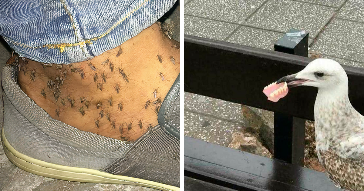 56 'Cursed Images' To Confuse And Amuse You, As Shared On This ...