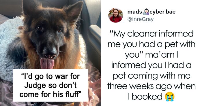 Airbnb Host Tries Gaslighting Guest About Their Pet Policy To Extract ...