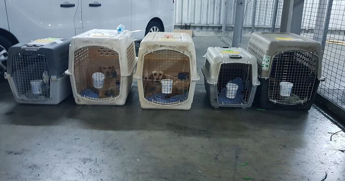 A Woman Who Selflessly Rescued Countless Animals In Cyprus Is In Urgent ...