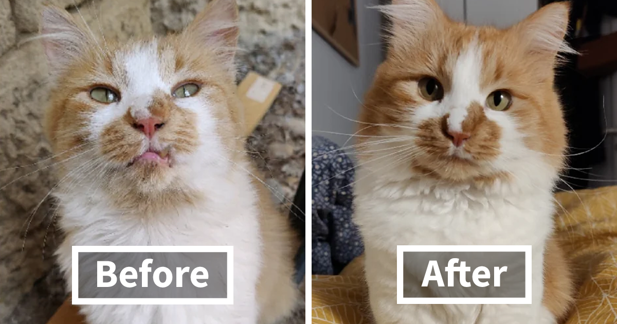 30 Pics Of Cats Before And After Adoption That Show What A Difference A Loving Home Can Make ...