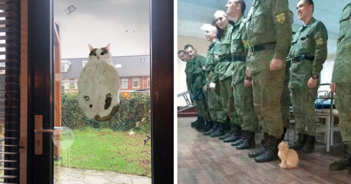 50 Hilarious Photos Of Cats Getting Into Places Where They Probably ...