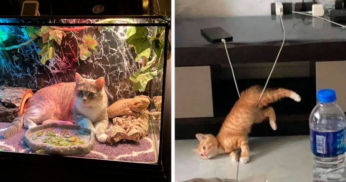 50 Hilarious Photos Of Cats Getting Into Places Where They Probably ...