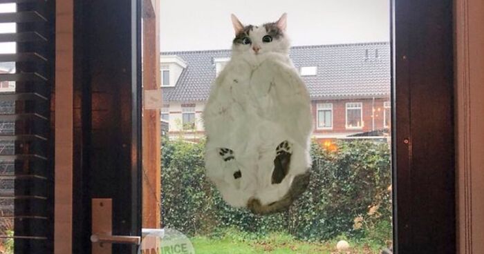 50 Hilarious Photos Of Cats Getting Into Places Where They Probably ...