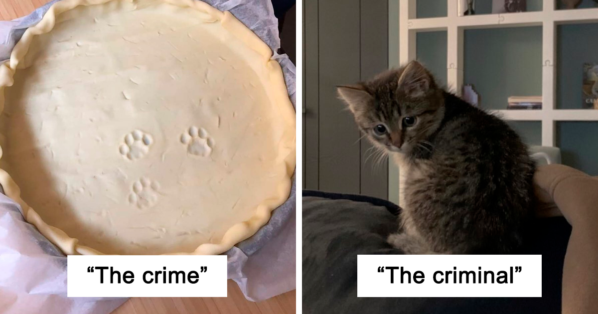 Cat Pie Memes Panko A. Cat's Mom On X: "Panko The Type Cat To Float
