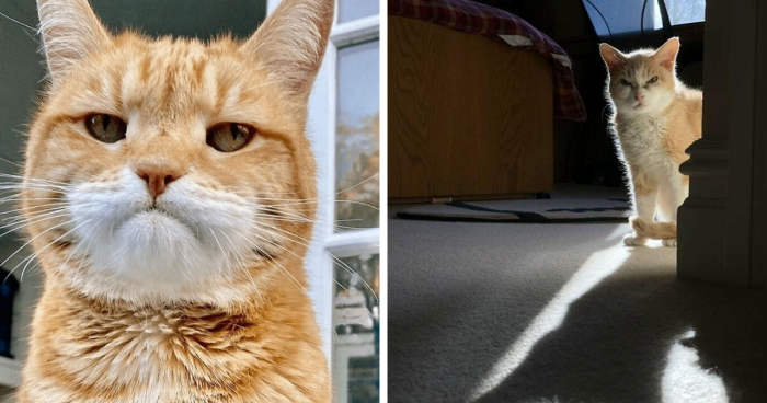 40 Times People Just Had To Snap A Pic Of Their Angry, But Cute Cats ...