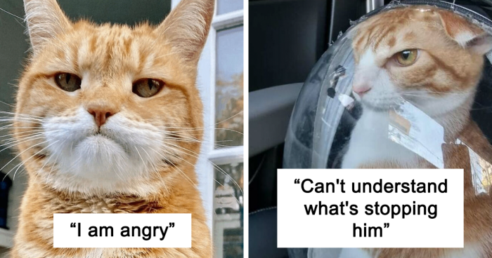 40 Times People Just Had To Snap A Pic Of Their Angry, But Cute Cats ...