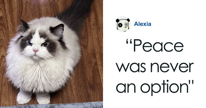 40 Times People Just Had To Snap A Pic Of Their Angry, But Cute Cats ...
