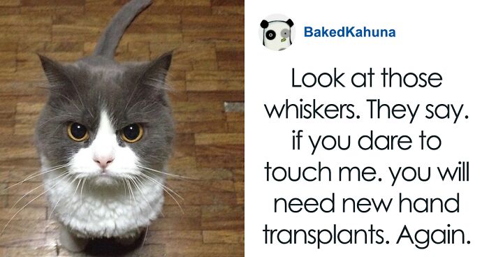 40 Times People Just Had To Snap A Pic Of Their Angry, But Cute Cats ...
