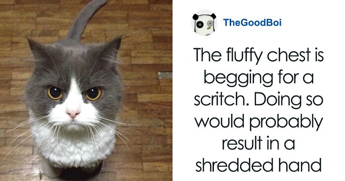 40 Times People Just Had To Snap A Pic Of Their Angry, But Cute Cats ...