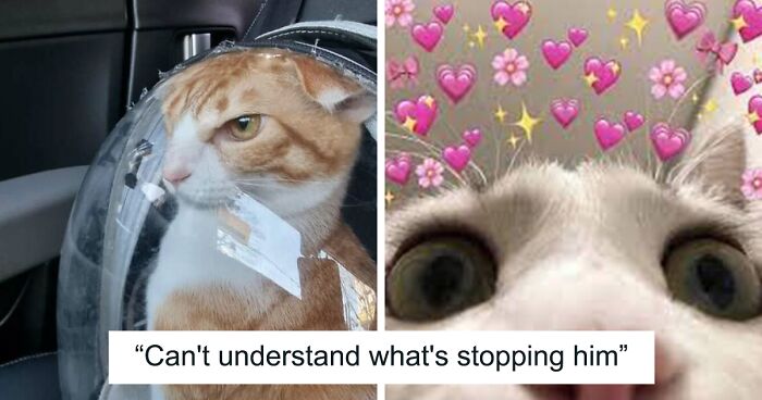 40 Times People Just Had To Snap A Pic Of Their Angry, But Cute Cats ...