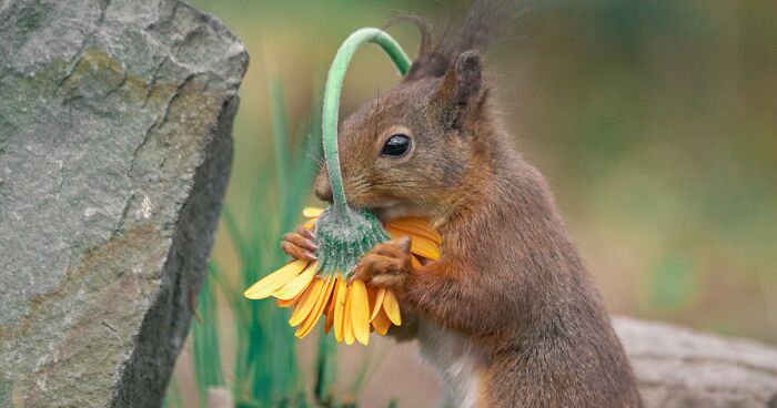 My 19 Photographs Featuring Squirrels And Birds Interacting With ...