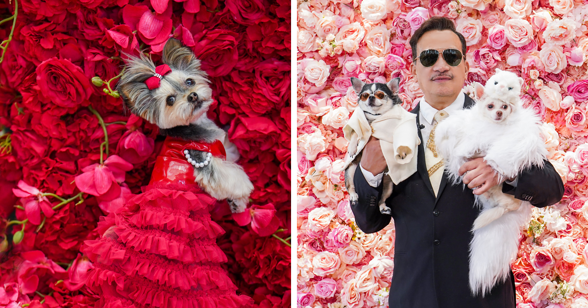 Pets In Recreated Outfits From The Met Gala By Anthony Rubio (18 Pics ...