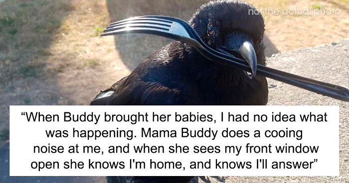 Woman Befriends Crow For Over 3 Years Until One Day She Brings Her ...