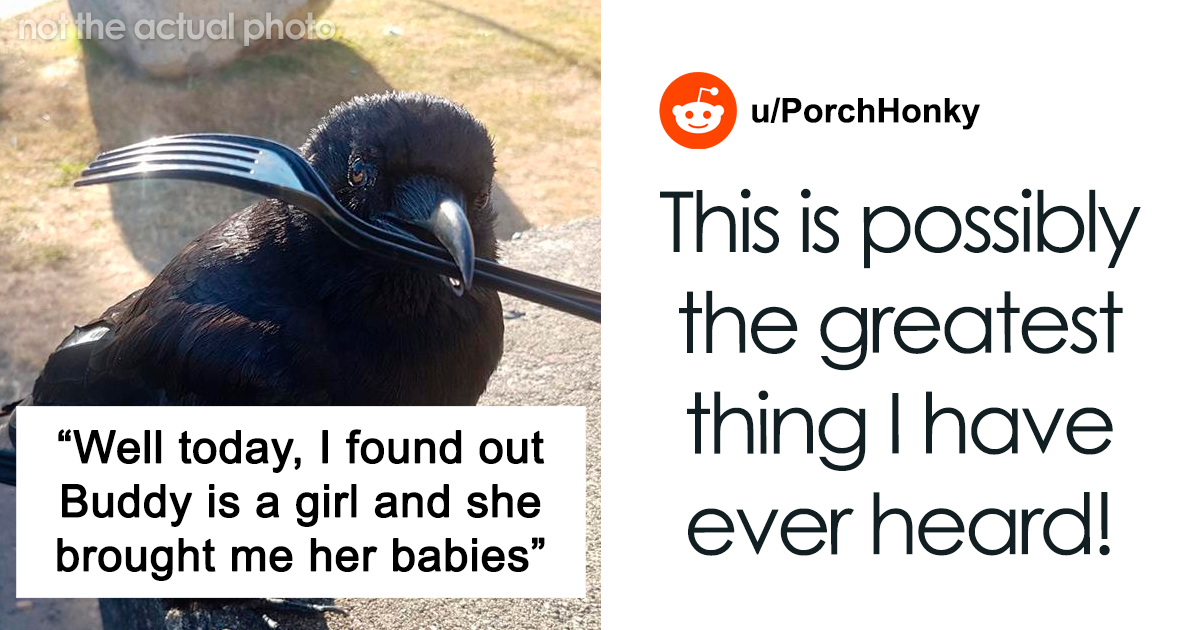 Woman Befriends Crow For Over 3 Years Until One Day She Brings Her ...