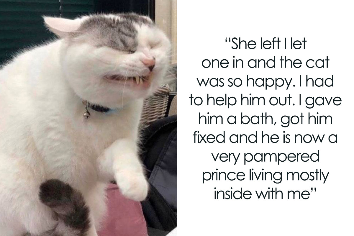 Person Gets Bashed By Cat-Allergic Ex-Roomie For Getting A Cat Before ...