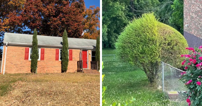 35 Times People Went Out Of Their Way To Make Their Gardens And Yards ...
