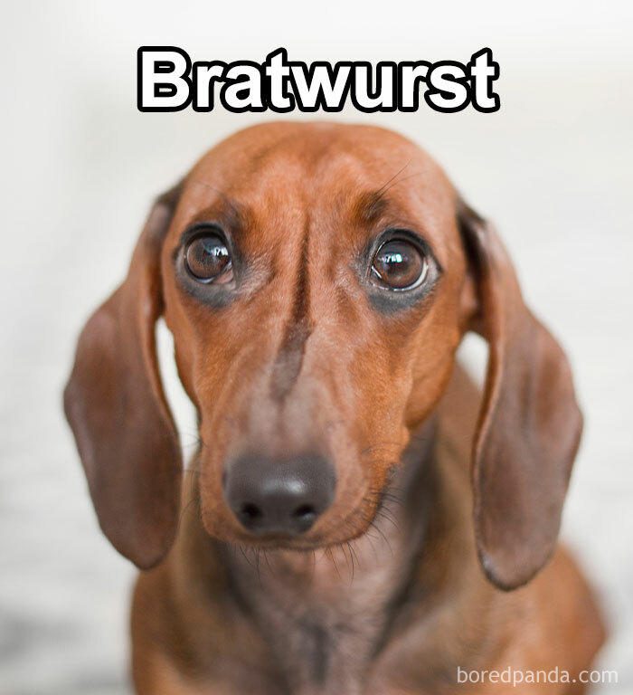 Pet Insurance Team Shares The Most Creative Names They ve Come Across