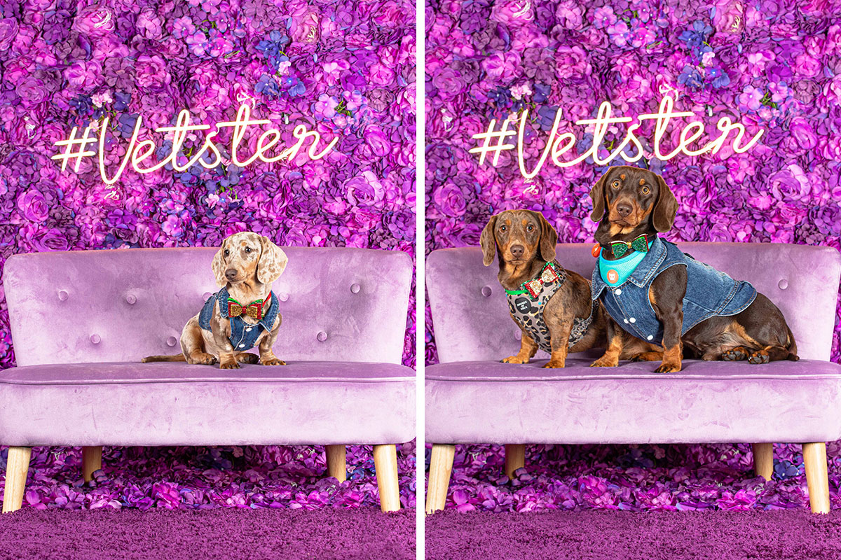 We Set Up A Photo Booth To Celebrate National Dachshund Day, And Here’s ...
