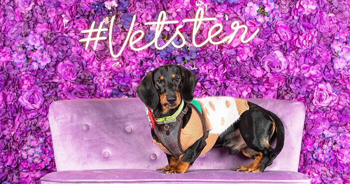 We Set Up A Photo Booth To Celebrate National Dachshund Day, And Here’s ...