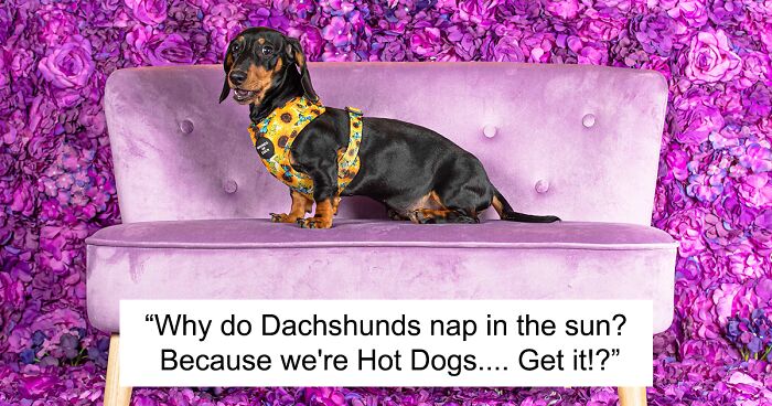 We Set Up A Photo Booth To Celebrate National Dachshund Day, And Here’s ...