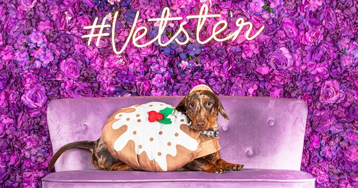 We Set Up A Photo Booth To Celebrate National Dachshund Day, And Here’s ...